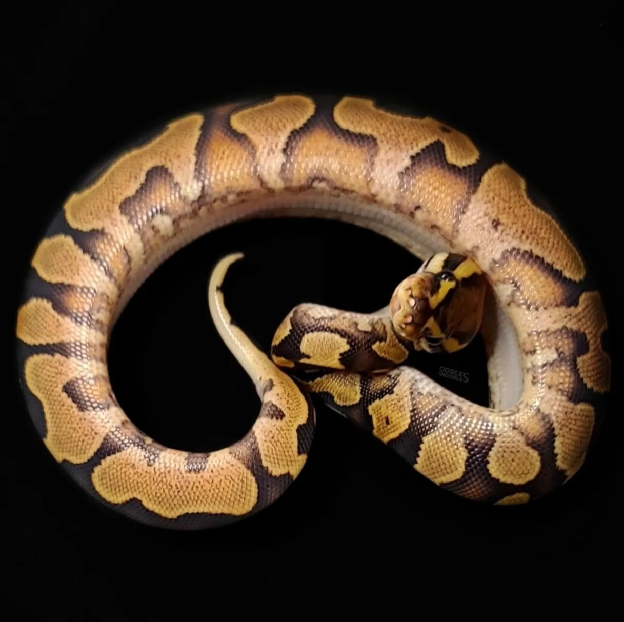 Enchi Yellowbelly Lace Ball Python by Oodles A' Noodles - MorphMarket