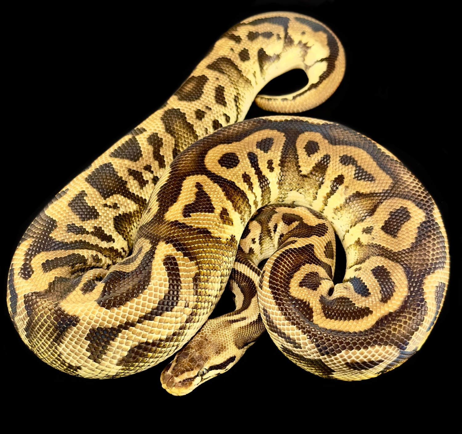 Proven Female Pastel Leopard Ball Python by Oodles A' Noodles - MorphMarket