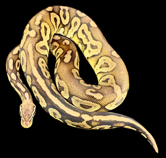 Proven Pewter Het DG Ball Python by Oodles A' Noodles