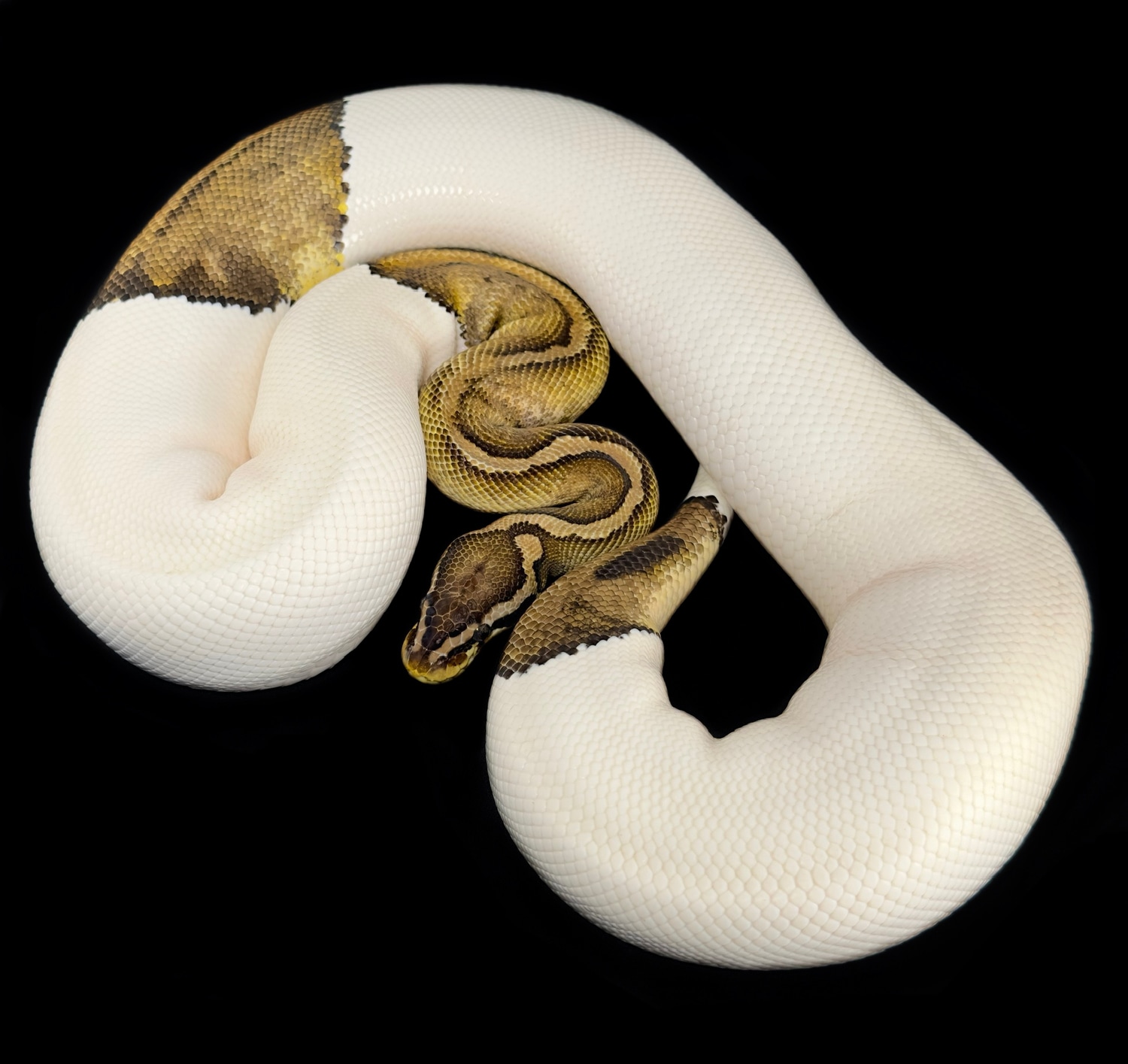 Proven Female Pastel Leopard Piebald Ball Python by Oodles A' Noodles ...