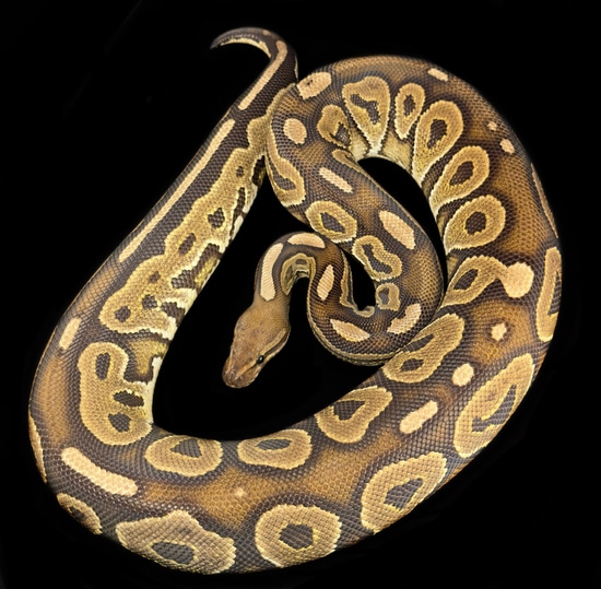 Proven Cinnamon Ball Python by Oodles A' Noodles