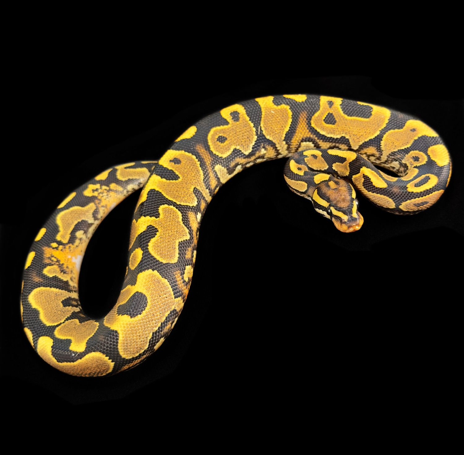 Yellow Belly Lace Ball Python by Oodles A' Noodles - MorphMarket