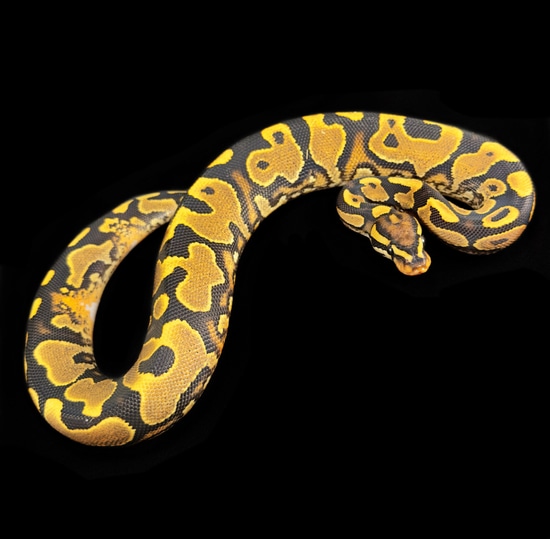 Yellow Belly Lace Ball Python by Oodles A' Noodles