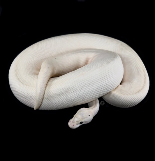 Proven Ivory Female Ball Python by Oodles A' Noodles