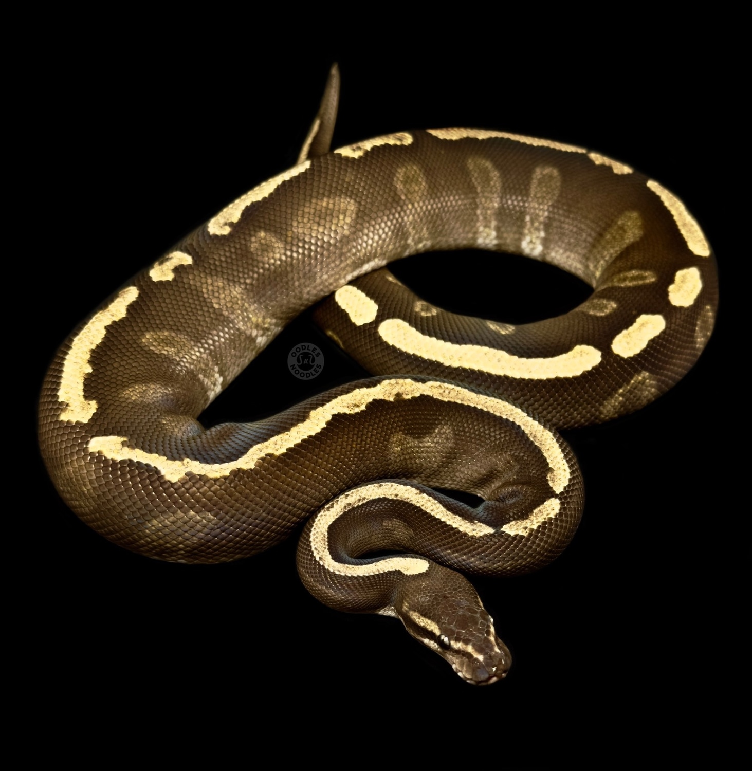 Proven GHI Mojave Het DG Ball Python by Oodles A' Noodles - MorphMarket
