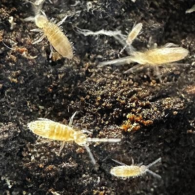 (100 Count) Folsomia Candida (Tropical White Springtail) Isopod by ...