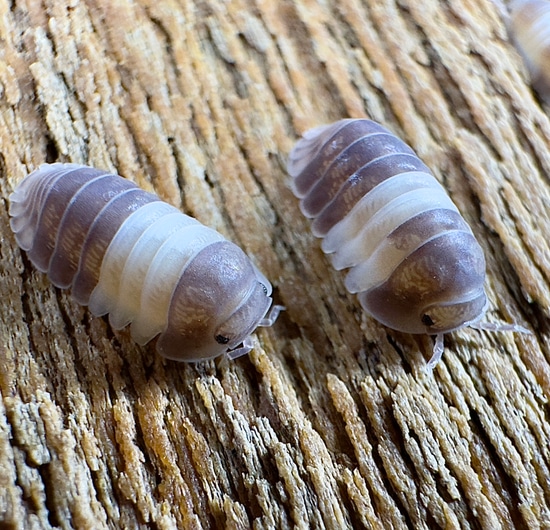 (10 Count) Cubaris Sp. (Panda King) Isopod by Oodles A' Noodles