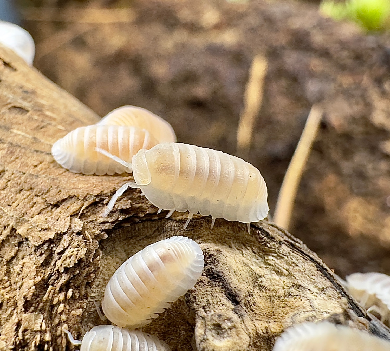 (10 Count) Cubaris Murina (Glacier) Isopod by Oodles A' Noodles ...