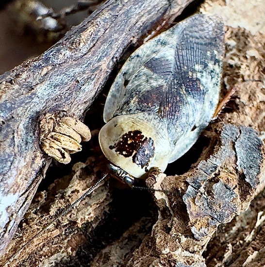 Gyna Caffrorum (Chrome Roaches) 12 Count Cockroach by Oodles A' Noodles