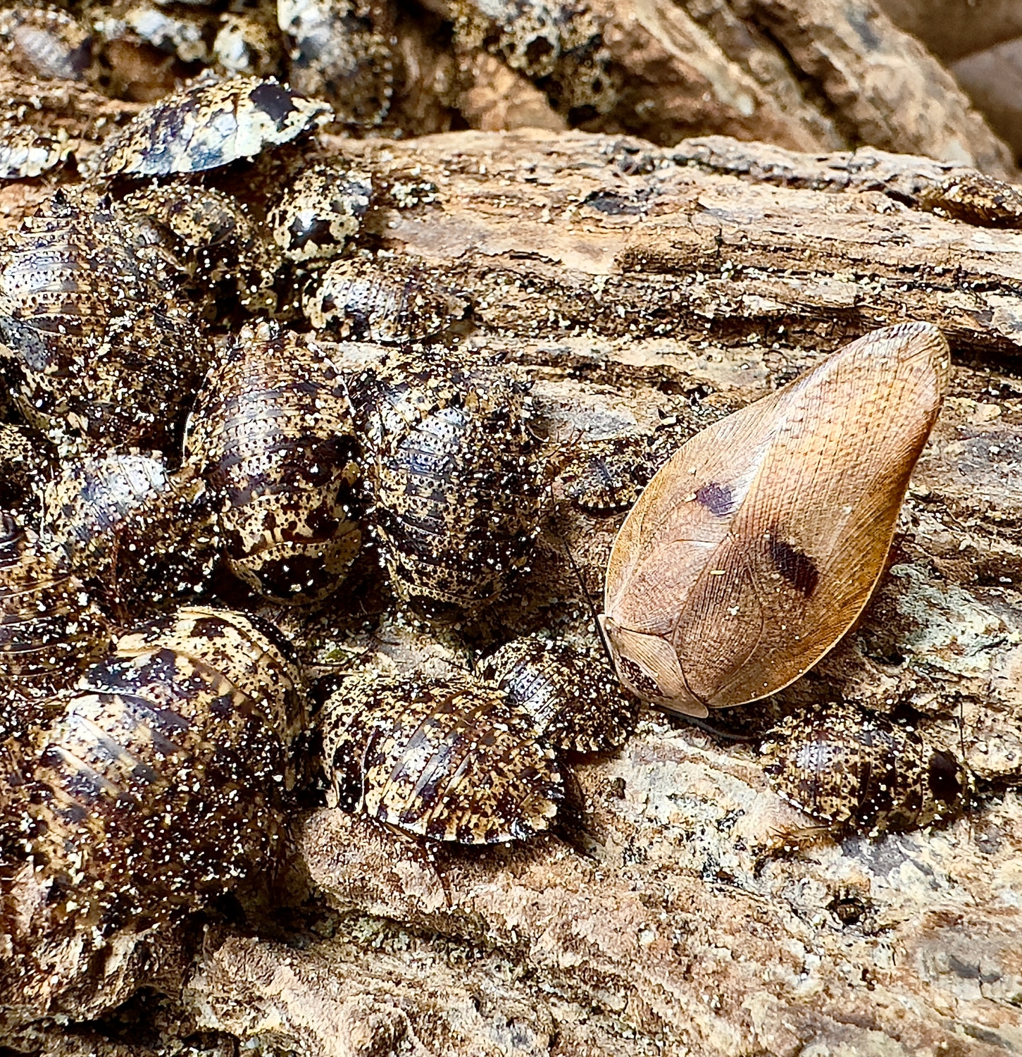 (10 Count) Gyna Lurida (Porcelain Roach) Cockroach by Oodles A' Noodles ...