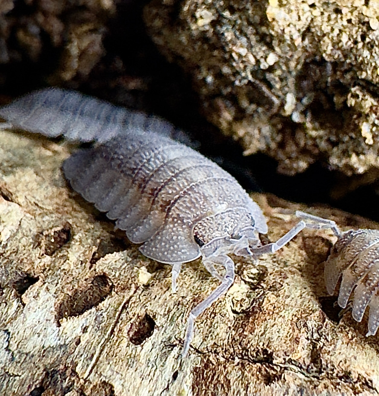 (10 Count) Armadillidium Peraccae Isopod by Oodles A' Noodles - MorphMarket