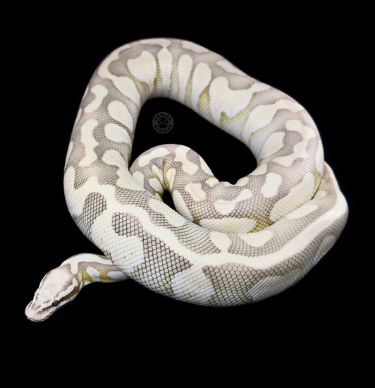 Proven Pastel Lesser DG Het Cryptic Ball Python by Oodles A' Noodles
