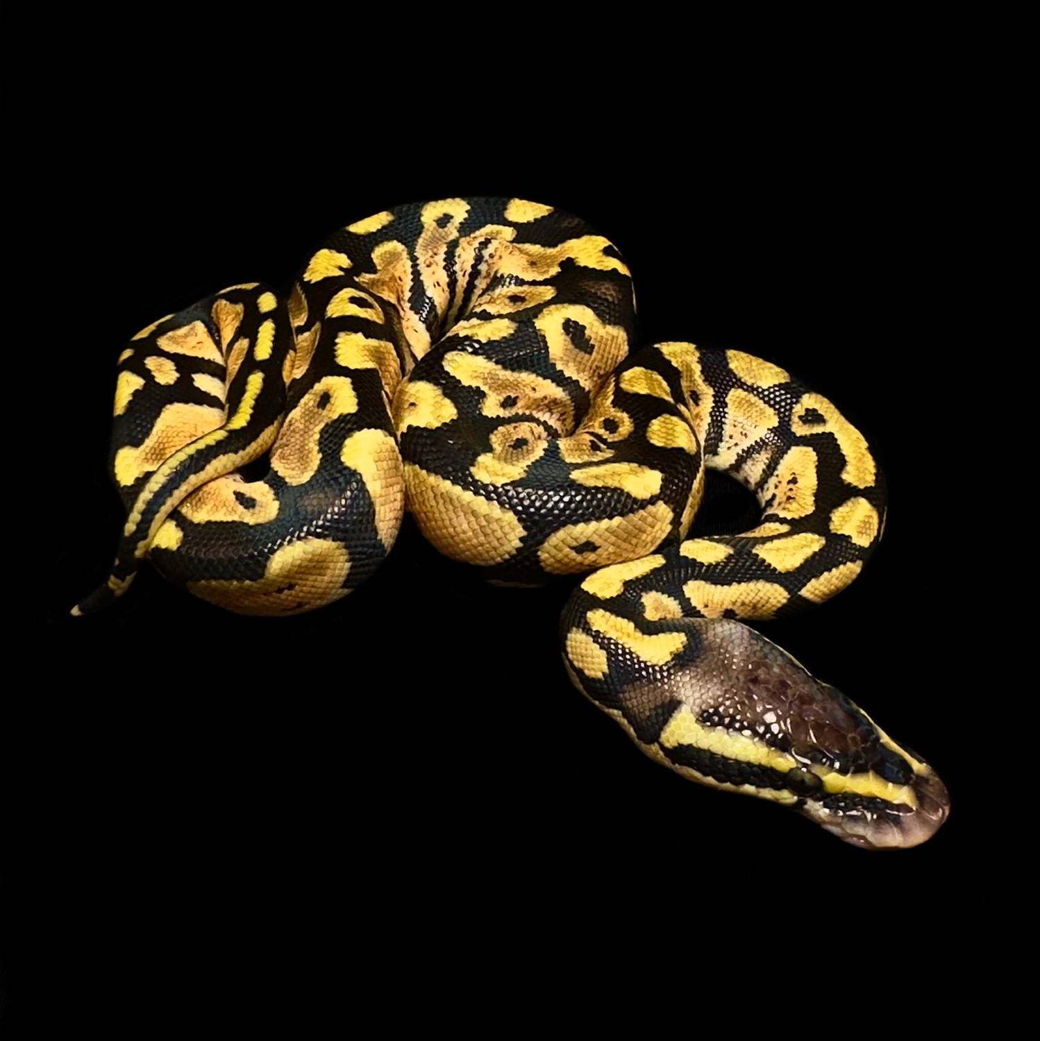 Pastel Het Monarch Ball Python by Oodles A' Noodles - MorphMarket