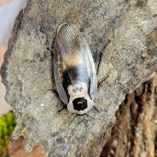 (12 Count Nymphs) Blaberus Giganteus / Blaberus Craniifer Hybrids ...