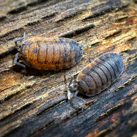 (10 Count) Porcellio Scaber "lava" Isopod by Oodles A' Noodles