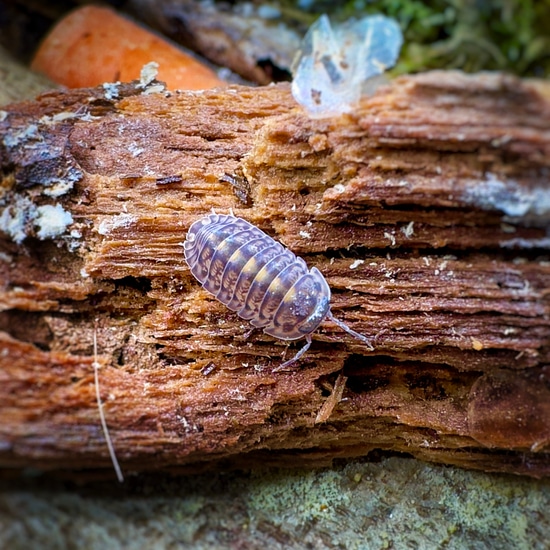 10 Count Cubaris 'Platin Tung Song' Isopod by Oodles A' Noodles