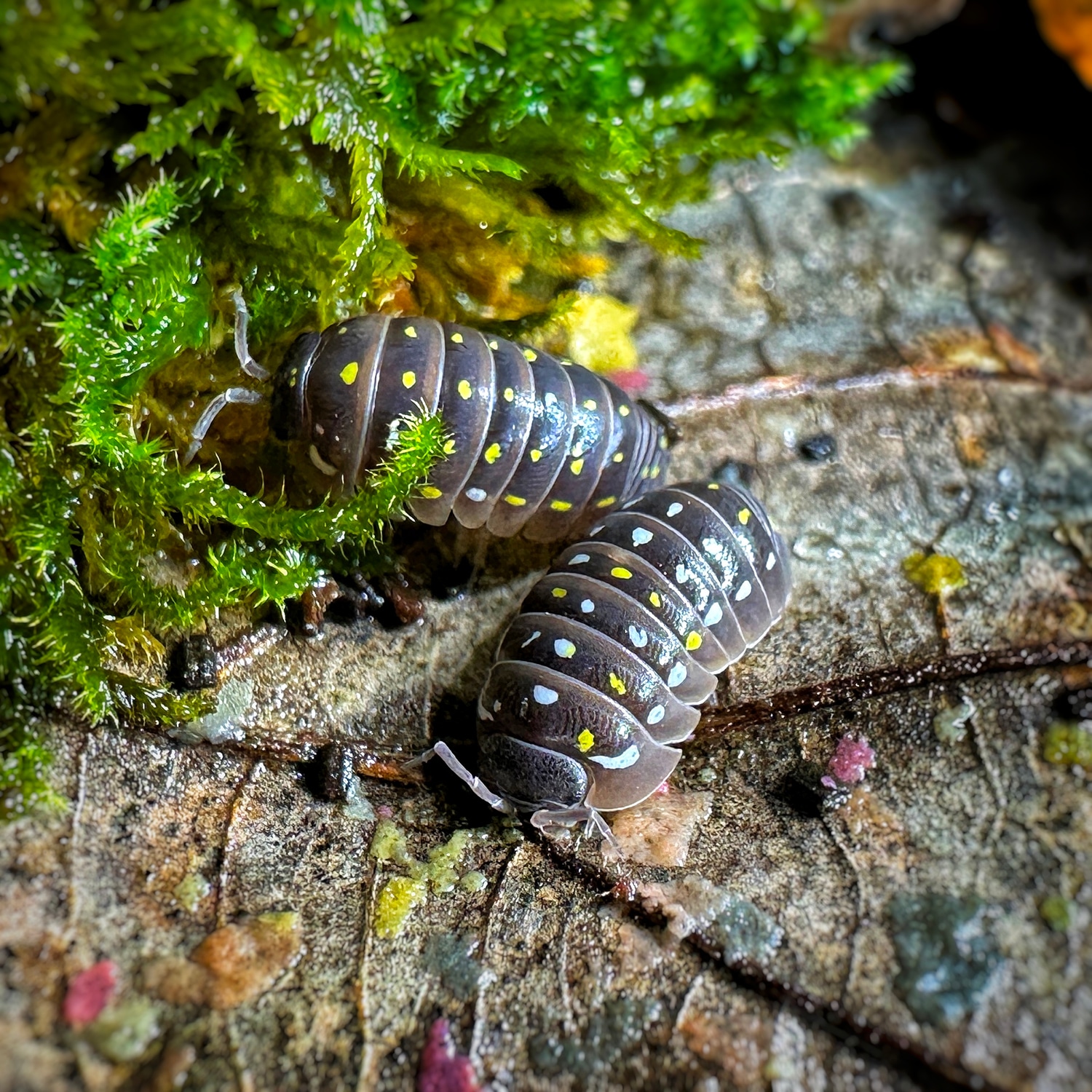 10 Count Armadillidium Frontetriangulum "Corfu" Isopod by Oodles A ...