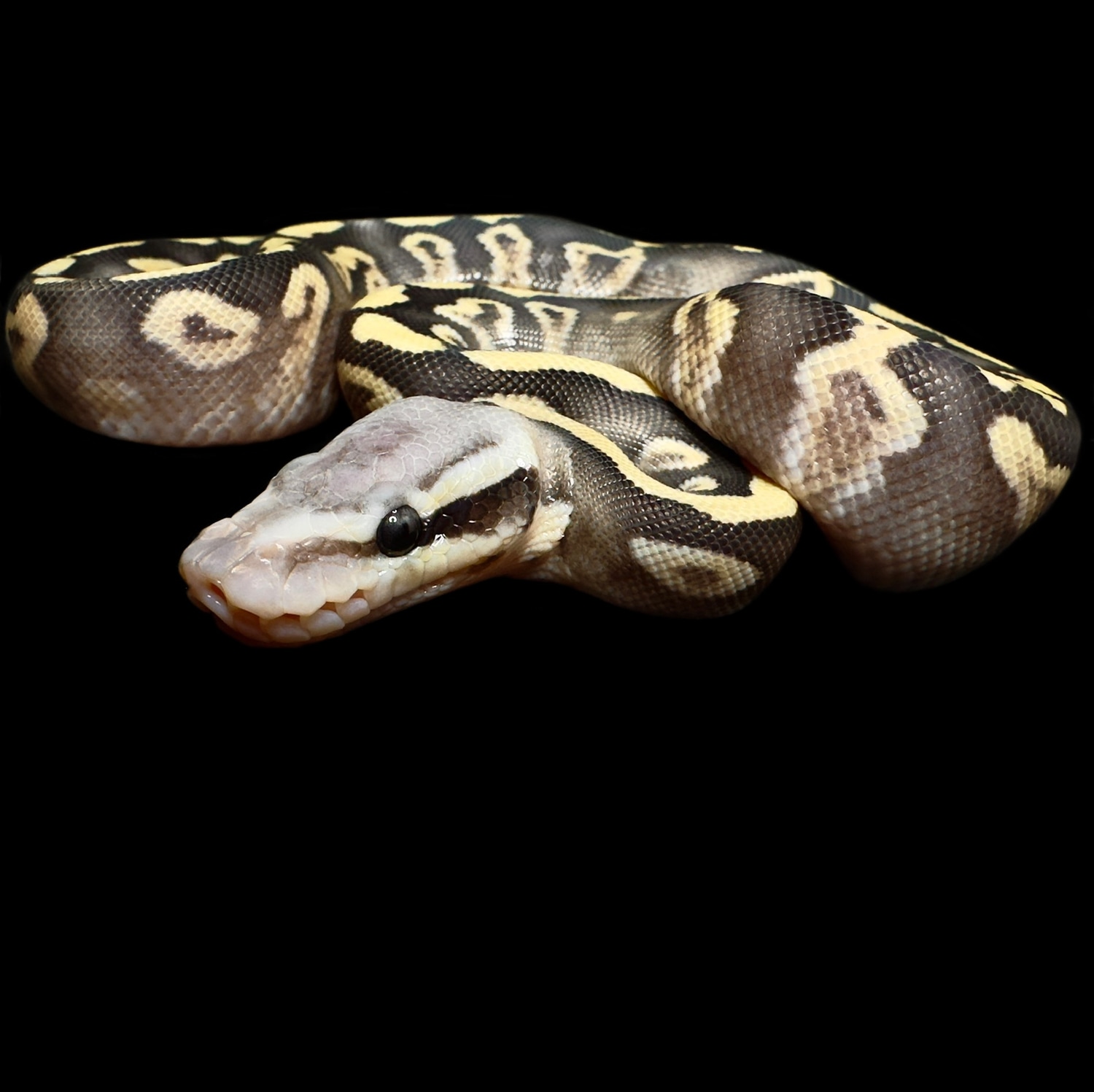 Pastel GHI Mojave DG Ball Python by Oodles A' Noodles - MorphMarket