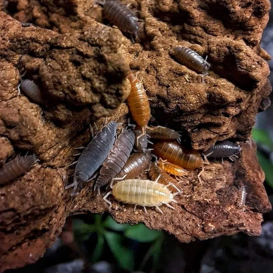 Porcellionides Pruinosus " Powder Mix" Isopod by Oodles A' Noodles