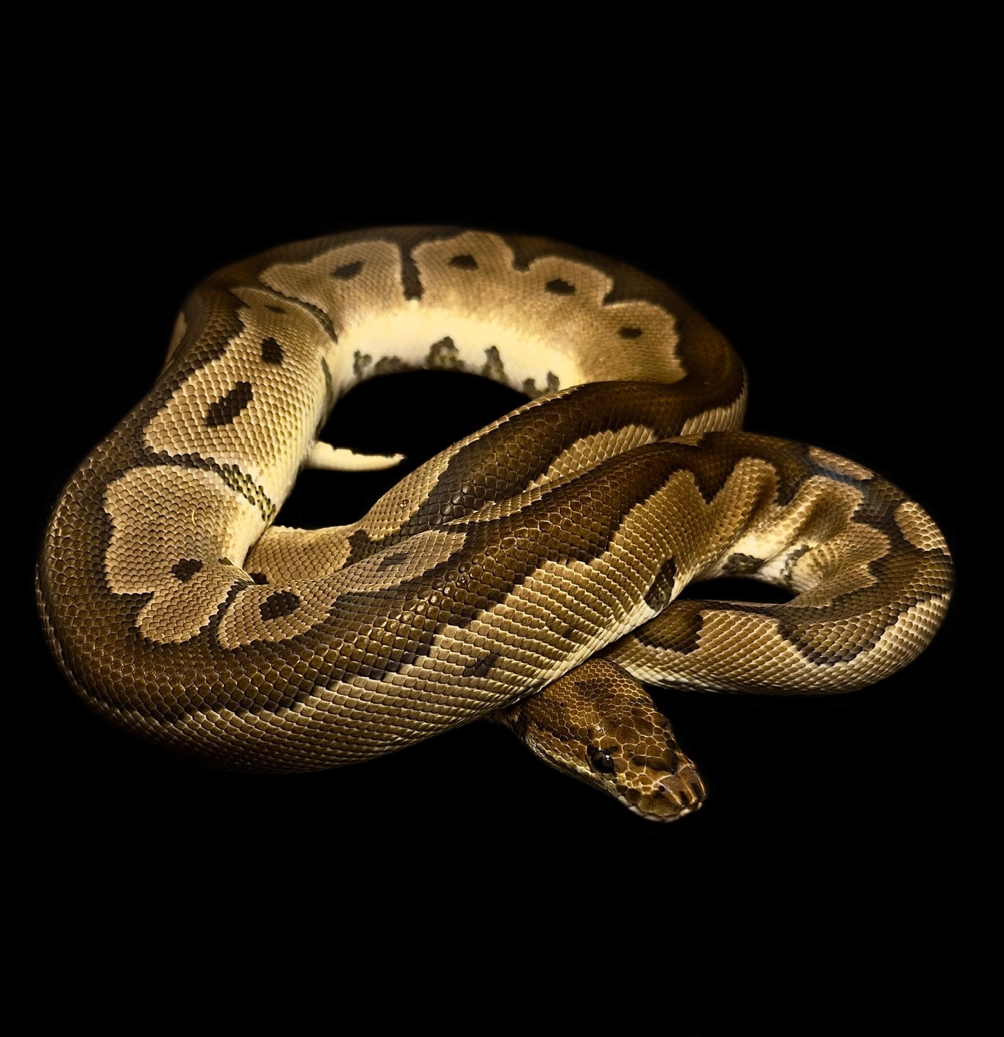 Blade Clown Het DG Ball Python by Oodles A' Noodles - MorphMarket