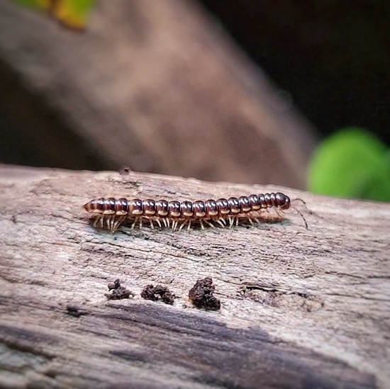 6 Count Oxidus Gracilis "Green House Millipede" by Oodles A' Noodles