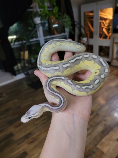 Pewter Lesser DG 50% Het Cryptic Ball Python by Oodles A' Noodles