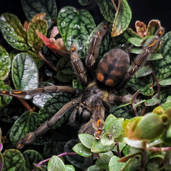 Female Psalmopoeus Irminia (Venezuelan Suntiger) Tarantula by Oodles A ...