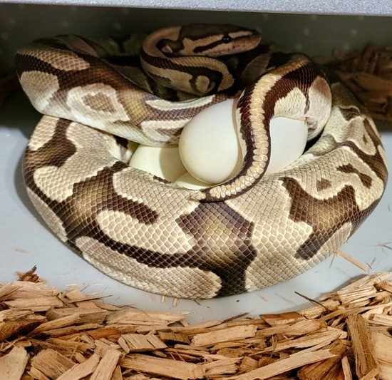 Proven Fire Het Clown Ball Python by Oodles A' Noodles