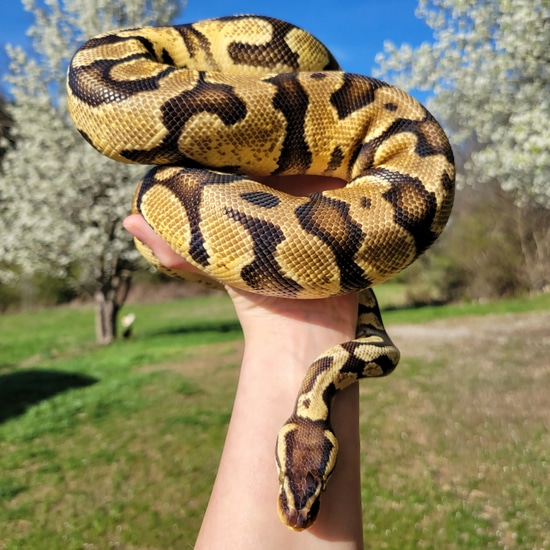 Proven KRG Pastel Het Pied Ball Python by Oodles A' Noodles