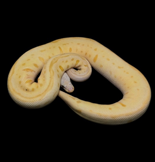 Firefly Scarecrow Ball Python by Oodles A' Noodles