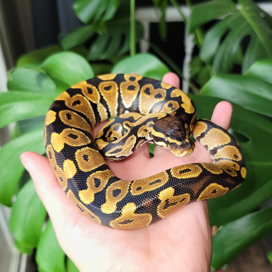 Specter Ball Python by Oodles A' Noodles