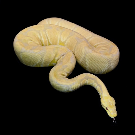 Proven Lav Albino Female Ball Python by Oodles A' Noodles