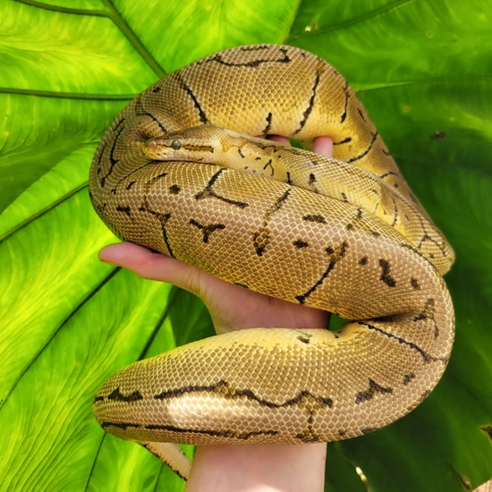 PROVEN Lemonblast Dbl Het Monarch DG Ball Python by Oodles A' Noodles