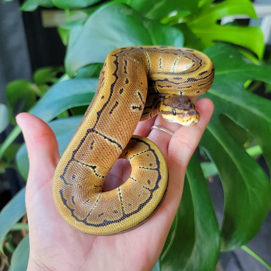 Pinstripe 66% Dbl Het DG Monarch Ball Python by Oodles A' Noodles