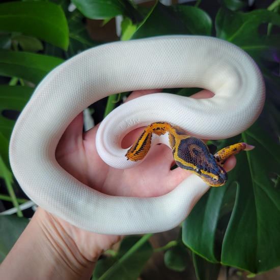Piebald Ball Python by Oodles A' Noodles