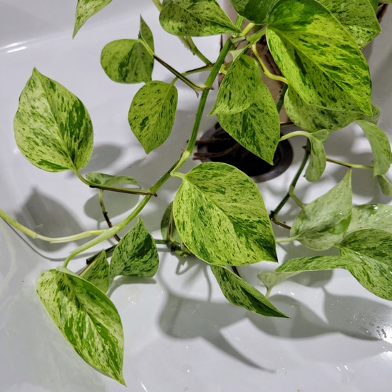 Marble Queen Pothos Terrarium Plant by Oodles A' Noodles