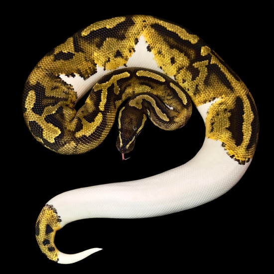 Blackhead Pied 66% Het Lav Albino Ball Python by Oodles A' Noodles
