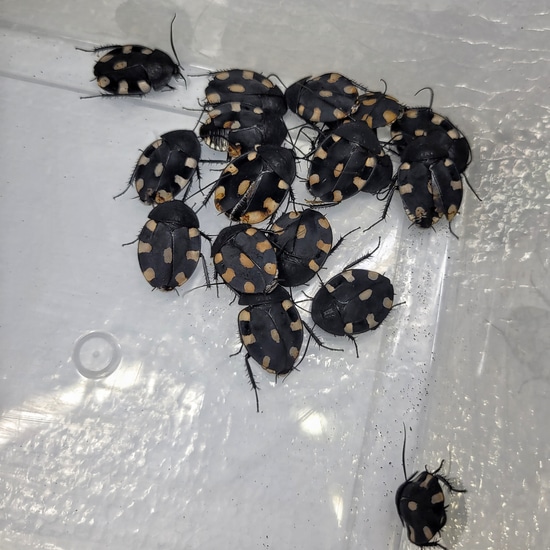 Domino Roach 20+ Cockroach by Oodles A' Noodles