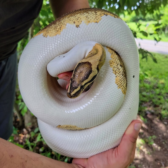 PB Fire Yellowbelly Pied Ball Python by Oodles A' Noodles