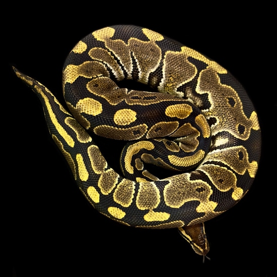 Redhead Het Hypo Ball Python by Oodles A' Noodles