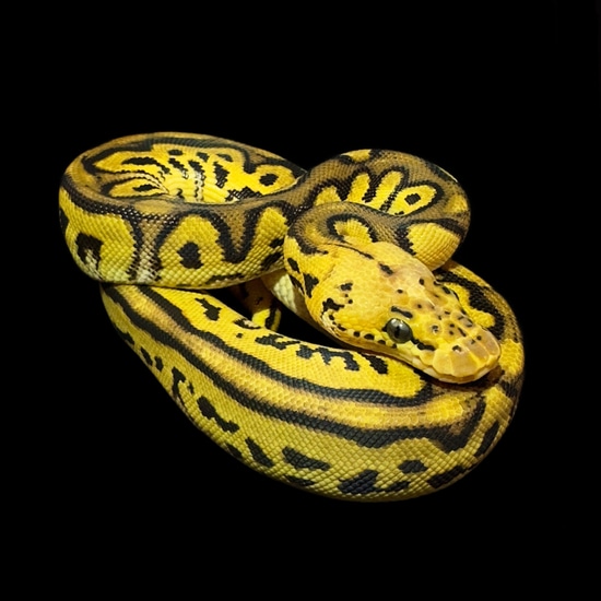 Pastel YB Clown 66% Het Pied Ball Python by Oodles A' Noodles
