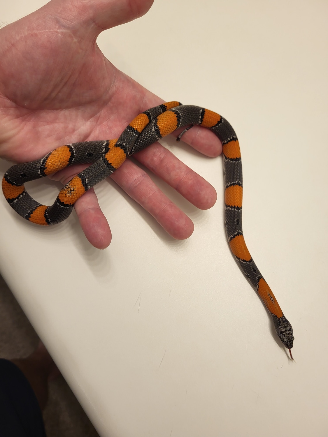 Blairs 5 Mile East Sanderson Gray-banded Kingsnake by Snakes Amongus ...