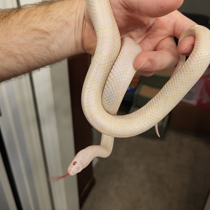 Snakes Amongus - MorphMarket