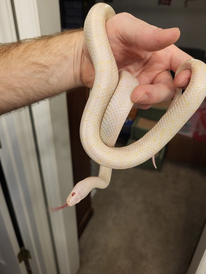 Halo Whiteout Corn Snake by Snakes Amongus