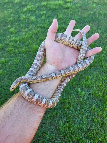 Ghost Proven Female Corn Snake by Snakes Amongus