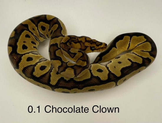 0.1 Chocolate Clown 500 Grams Ball Python by Southern Ball Pythons