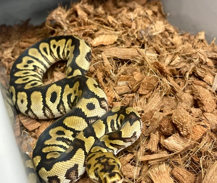 Phantom Red Stripe Spider Yellow Belly Clown Ball Python by Southern Ball Pythons - MorphMarket