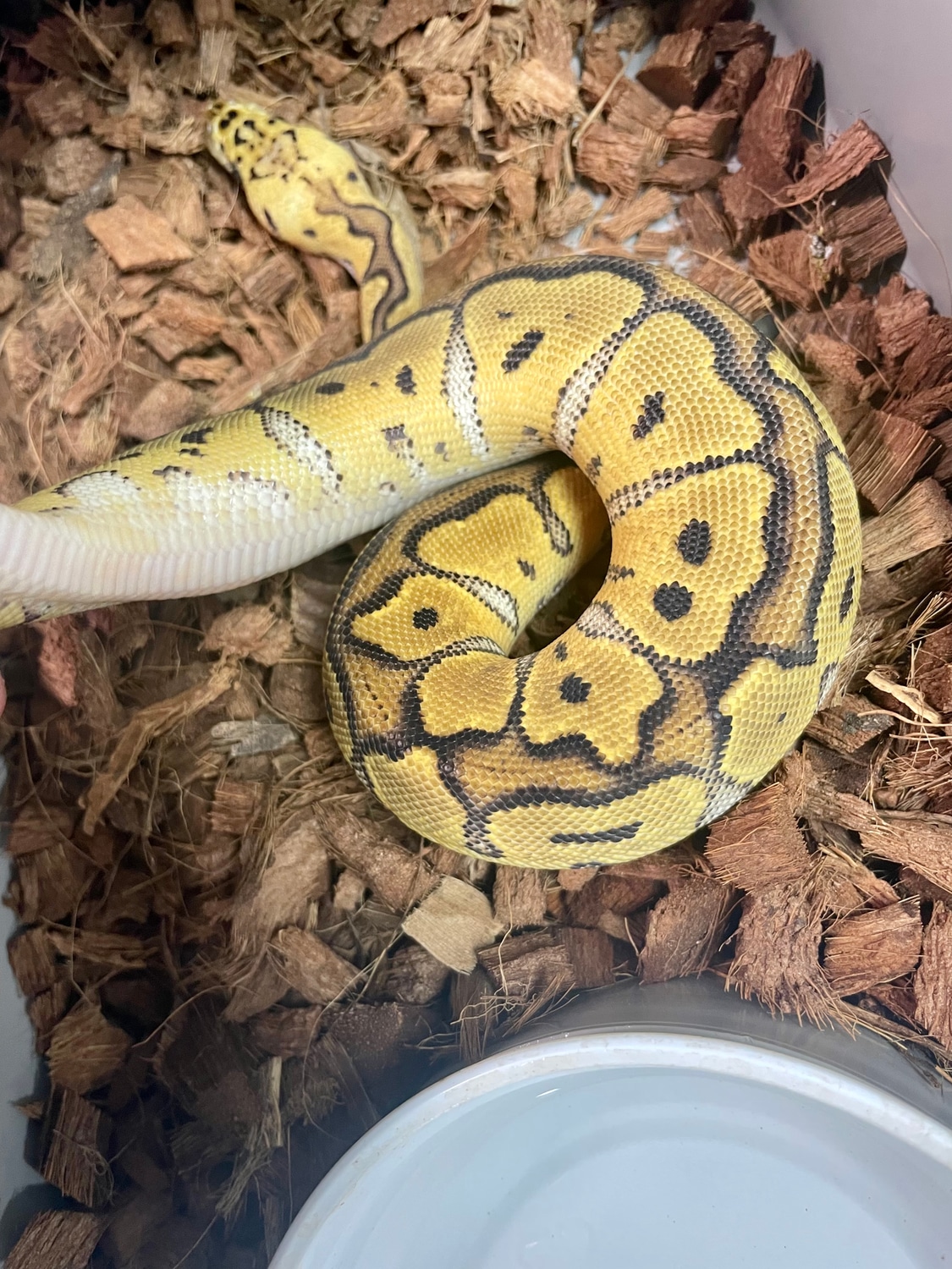 Patel Yellow Belly Clown Ball Python by Southern Ball Pythons - MorphMarket