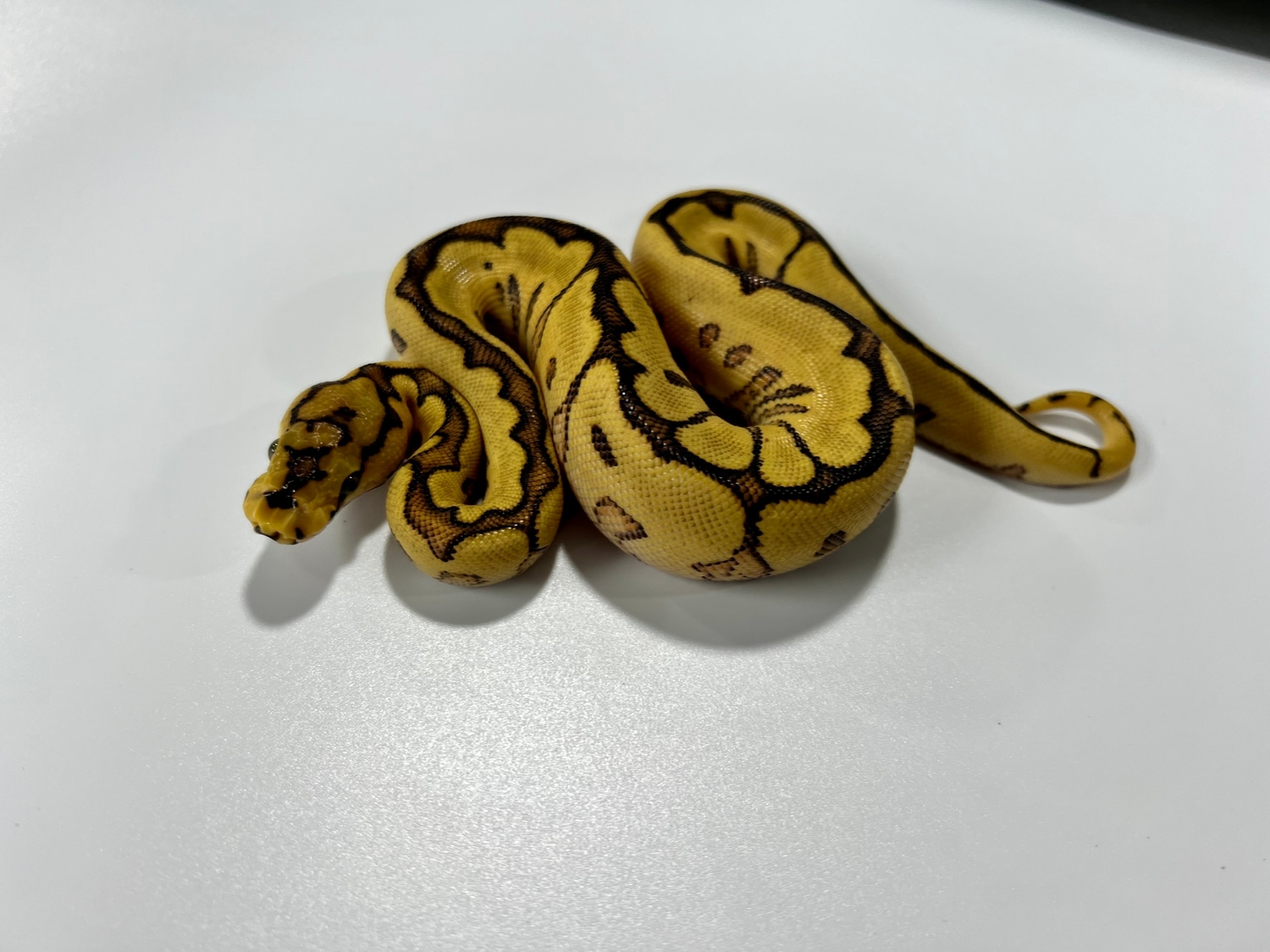 Phantom Red Stripe Spider Yellow Belly Clown Ball Python by Southern ...
