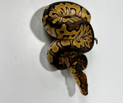 Phantom Red Stripe Spider Yellow Belly Clown Ball Python by Southern ...